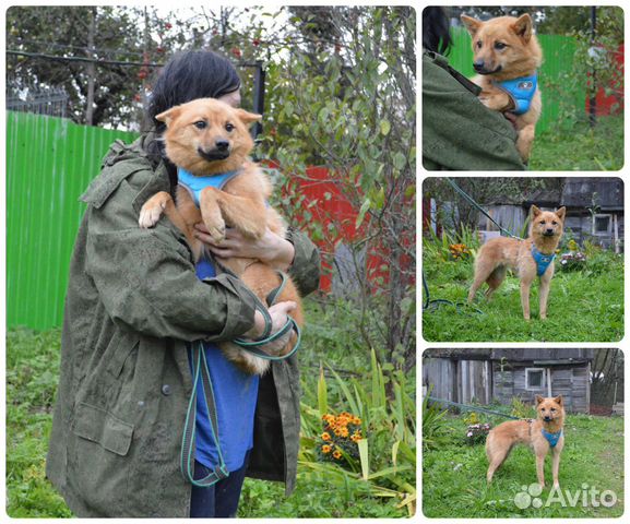 Маленькая собачка Алиса в дар, в добрые руки