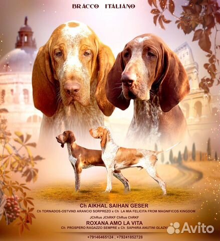 Щенки Итальянский бракк