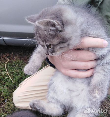 Котятки - подкидыши в добрые руки