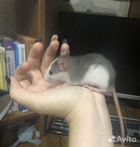 Крысенок