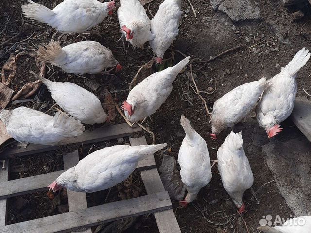 Куры несушки оптом