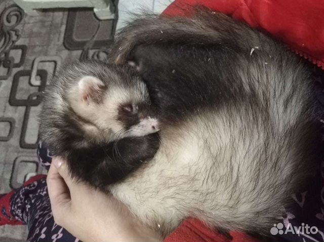 Хорек с клеткой