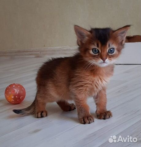 Сомалийская