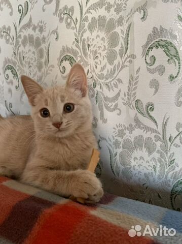 Кошка милашка