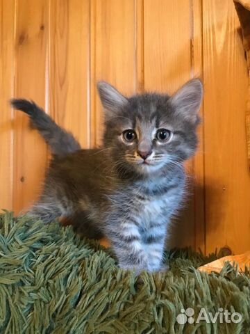 Котенок в заботливые руки