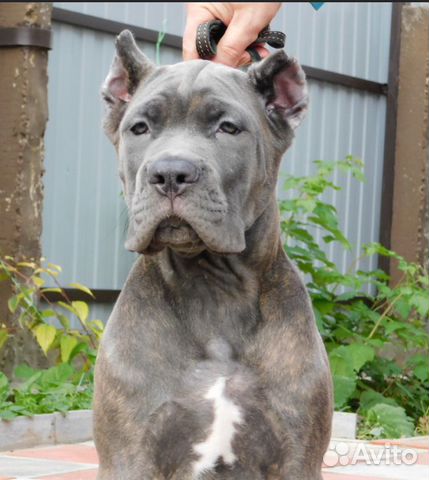 Очень красивые щенки кане корсо