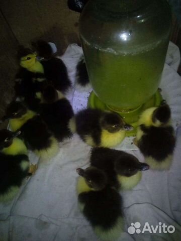 Продаются утята