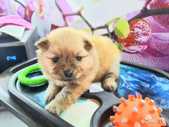 Померанский шпиц медвежьего типа