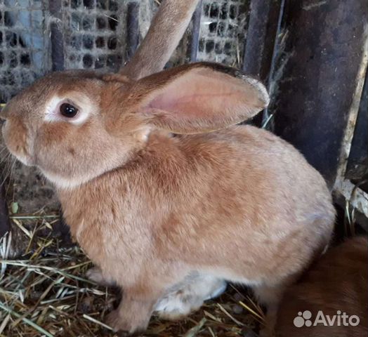 Кролики "Бабочка"