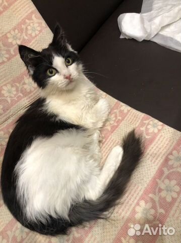 Котик в добрые руки