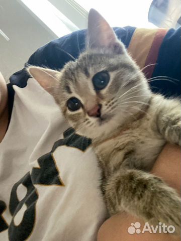 Кот в добрые руки