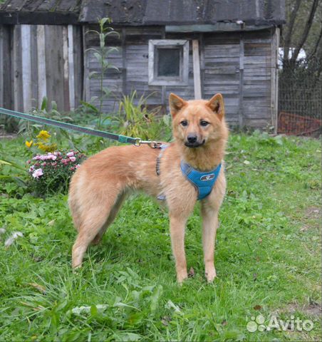 Маленькая лисичка Алиса в дар