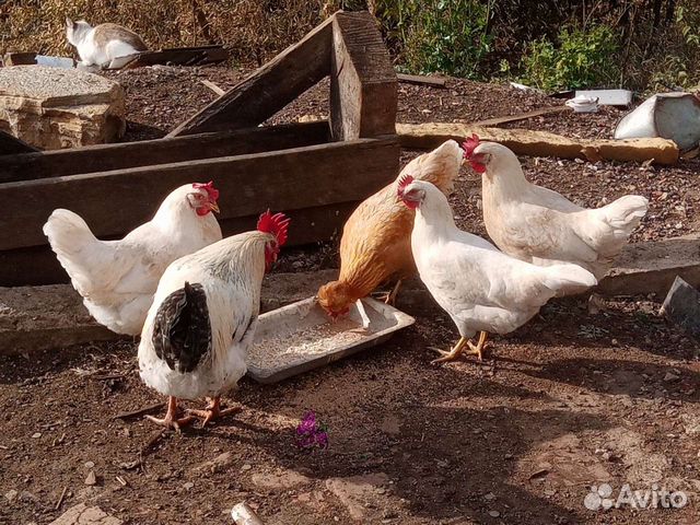 Петух,курицы