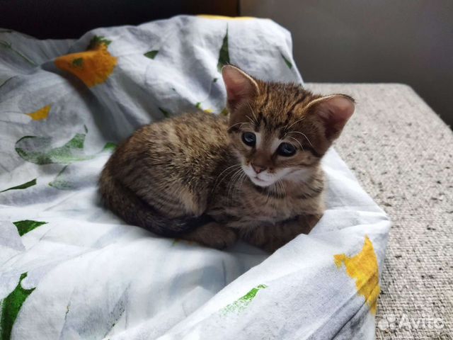 Кошечка в добрые руки