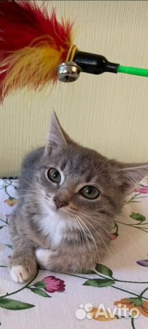 Котенок в соболинной шубке в дар