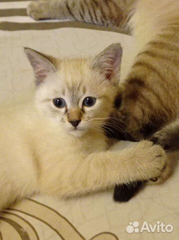 Тайская кошка