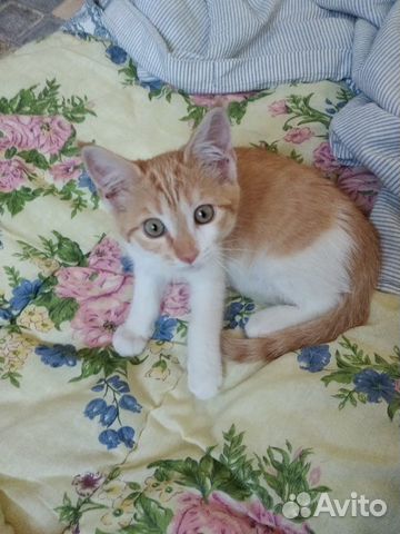 Отдам котенка