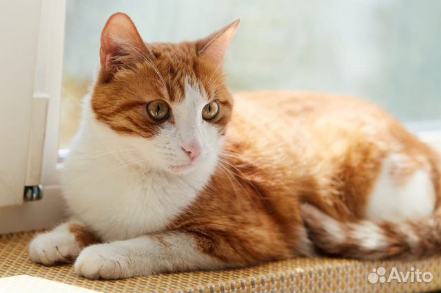 Европейская