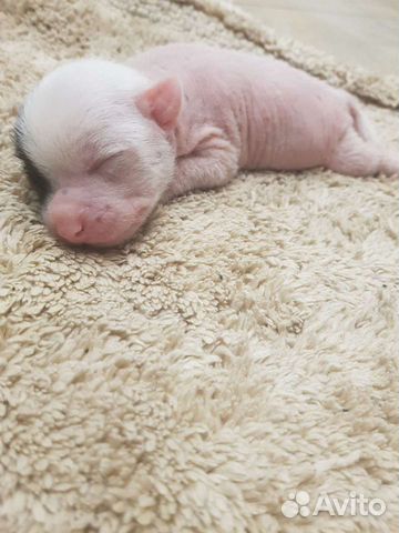 Щенки китайской хохлатой