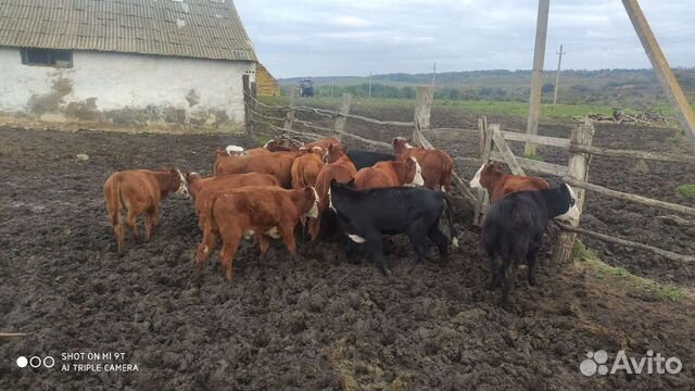 Телочки и бычки телята