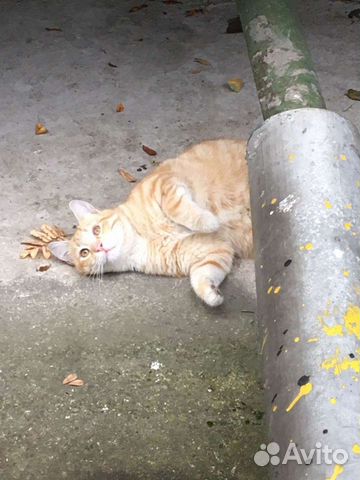 Скоро зима. Котята подросли