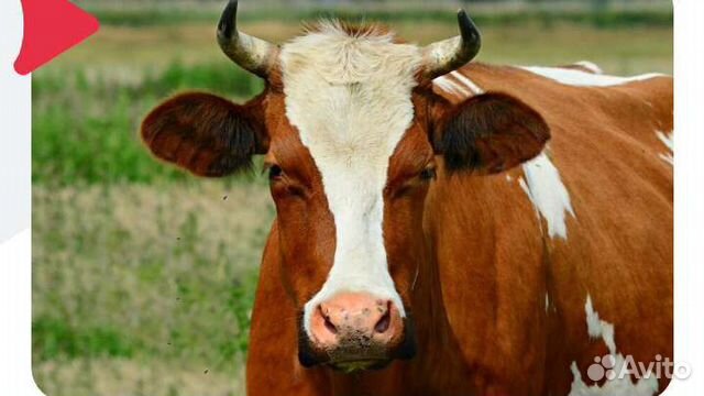 Корова стельная