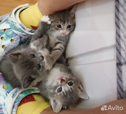 Котята отдам в добрые руки бесплатно