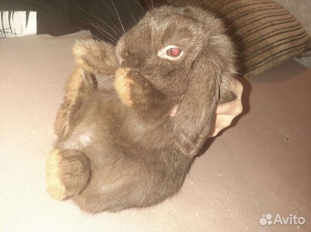 Декоративные кролики