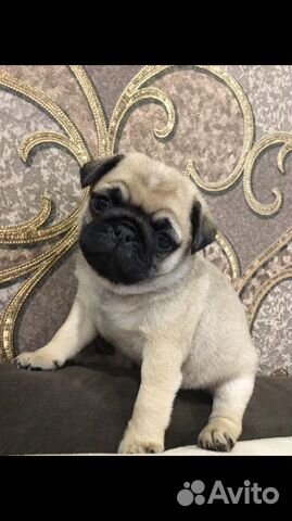 Щенки мопса