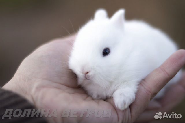 Кролик девочка гармелин белый голубоглазый