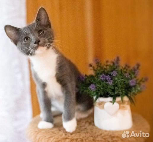 Маленькие кошечки в добрые ручки