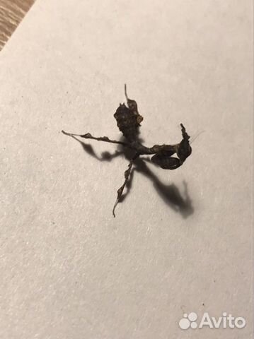 Самец богомола Phyllocrania paradoxa L4