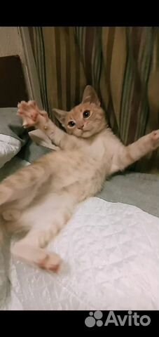 Персик ищет дом