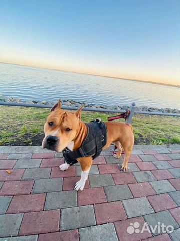 Вязка Ам Стафф