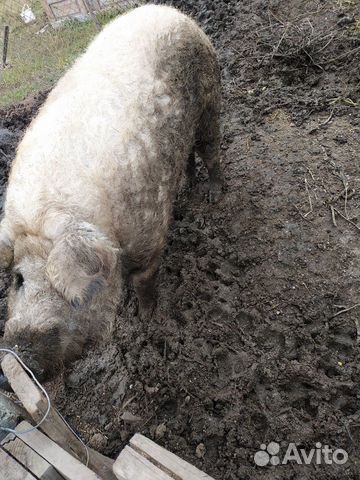 Венгерская мангалица