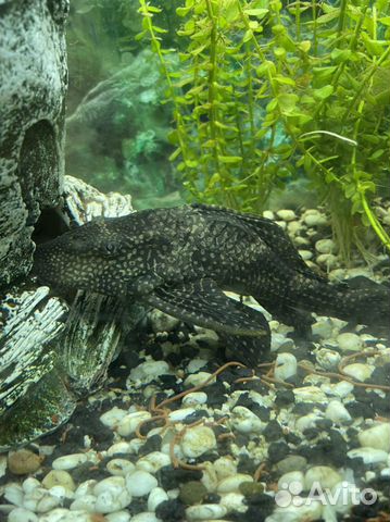 Парчовый птеригоплихт