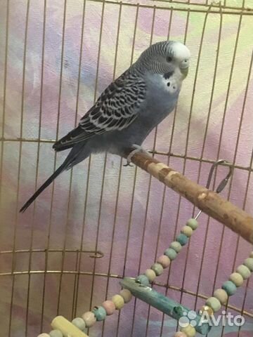 Волнистый попугай мальчик