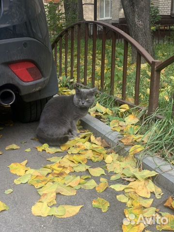Породистый кот (шартрез) ищет дом