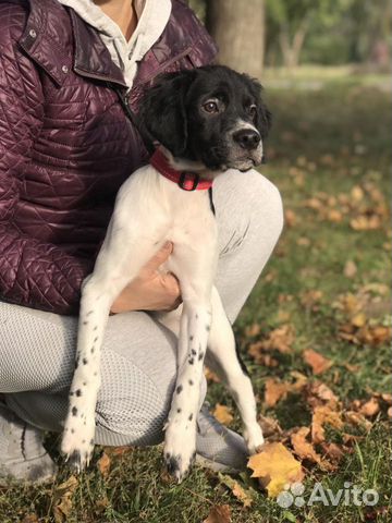 Эпаньол Бретон (собака)