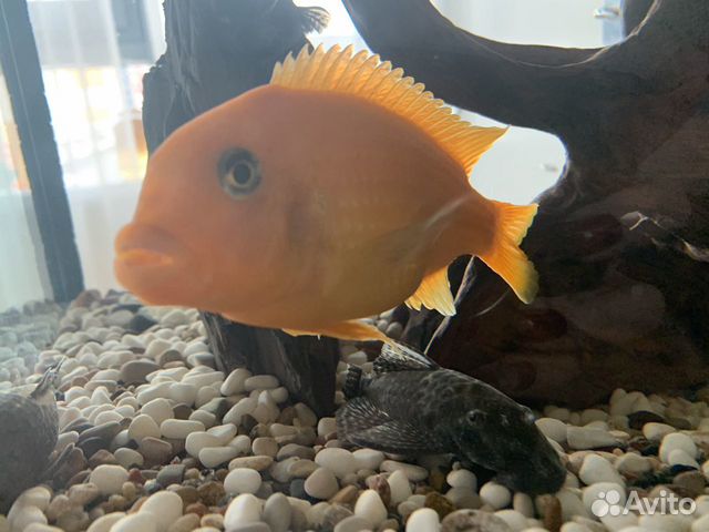 Аквариумные рыбки отдам