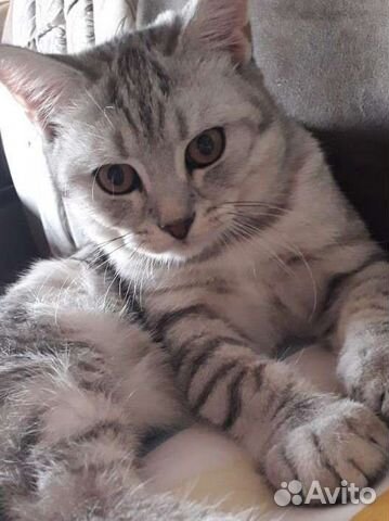 Британский котик