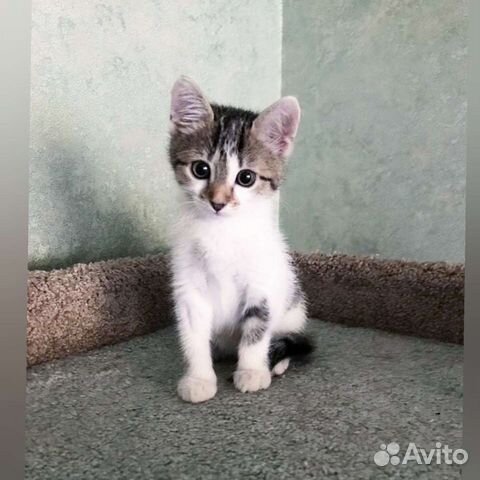 Котёнок, котята малышка 2 мес в добрые руки