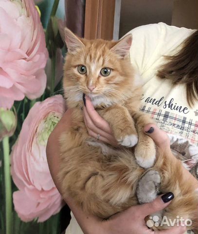 Кошка / котенок / котята