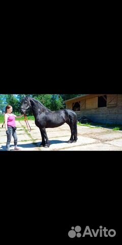 Фризская упряжная кобыла