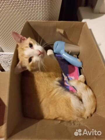 Котие в добрые руки