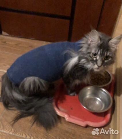 Потерялась кошка