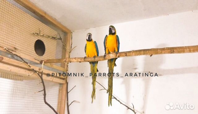 Разводная пара Сине-Жёлтых Больших Попугаев