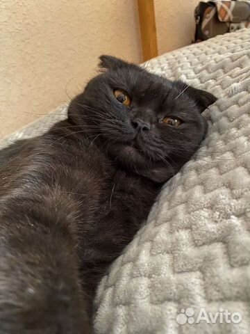 Шотландский кот вязка