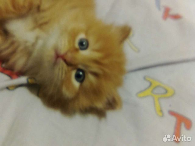 Рыжий котенок мальчик
