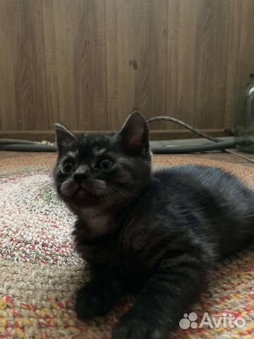 Котята